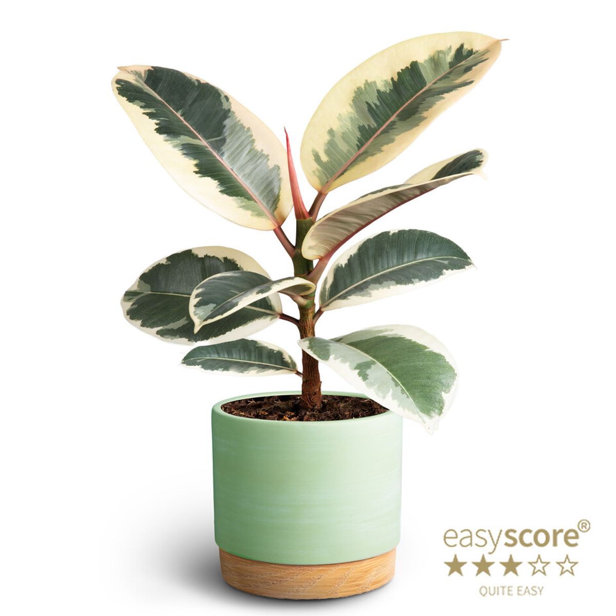 Ficus elastica 'Tineke' — Plant Wholesale FlorAccess