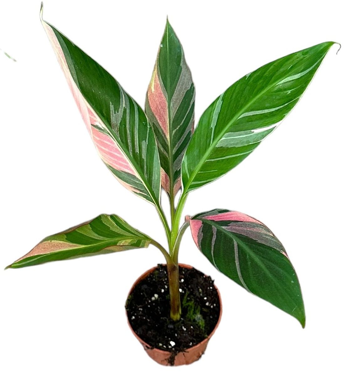 Musa 'Nono' — Plant Wholesale FlorAccess