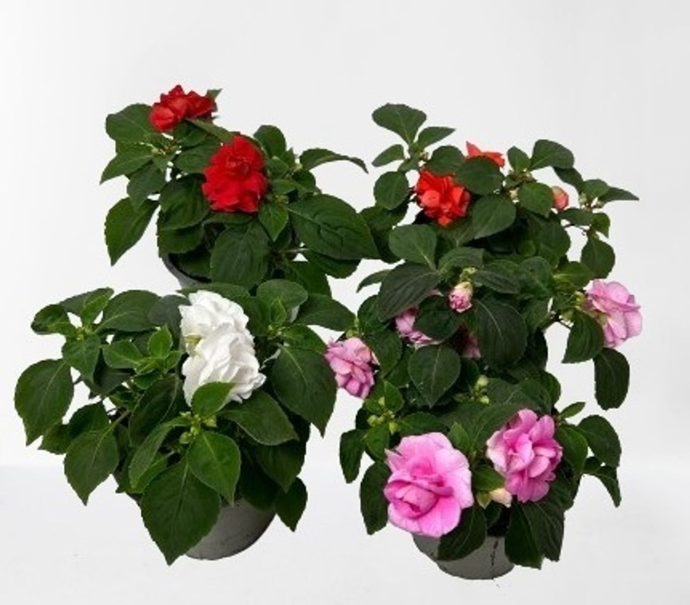 Impatiens FIESTA OLE MIX — Plant Wholesale FlorAccess