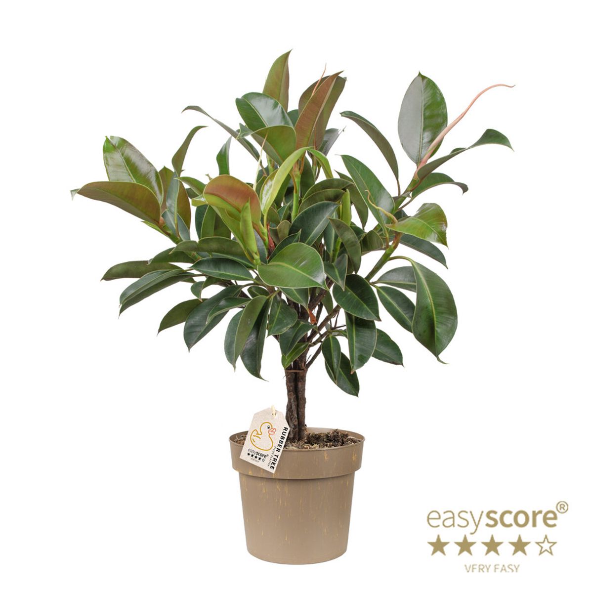 Ficus elastica 'Melany' — Plant Wholesale FlorAccess