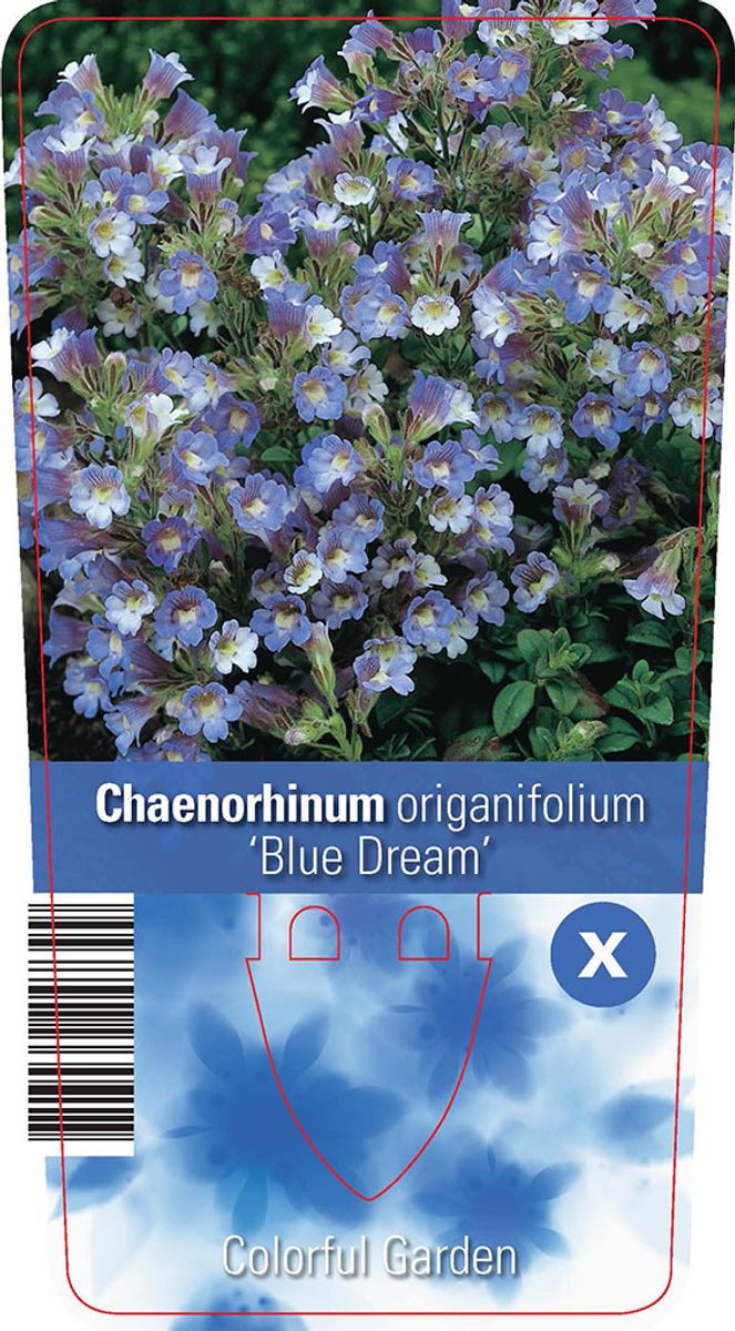 Chaenorhinum origanifolium 'Blue Dream' — Plant Wholesale FlorAccess