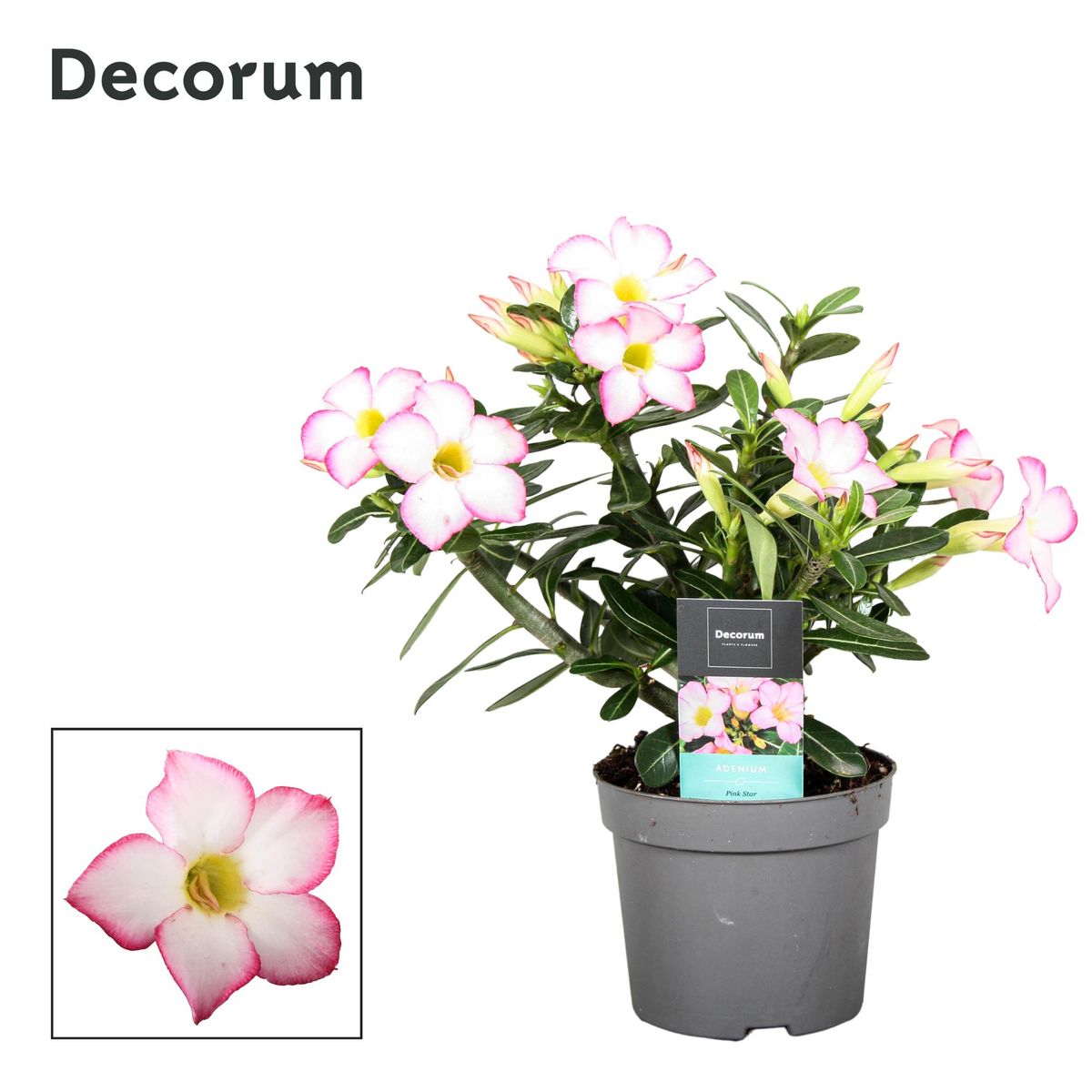 Adenium obesum PINK STAR — Plant Wholesale FlorAccess
