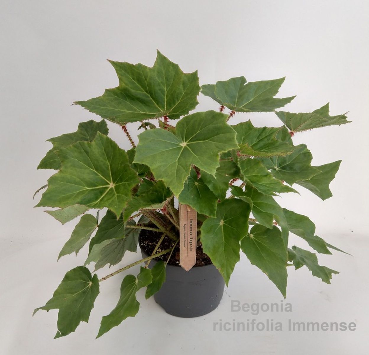 Begonia X Ricinifolia Immense Kasvien Tukkumyynti FlorAccess