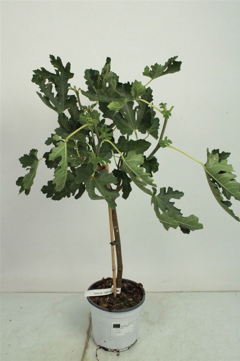 Ficus carica 'Icecrystal' — Plant Wholesale FlorAccess