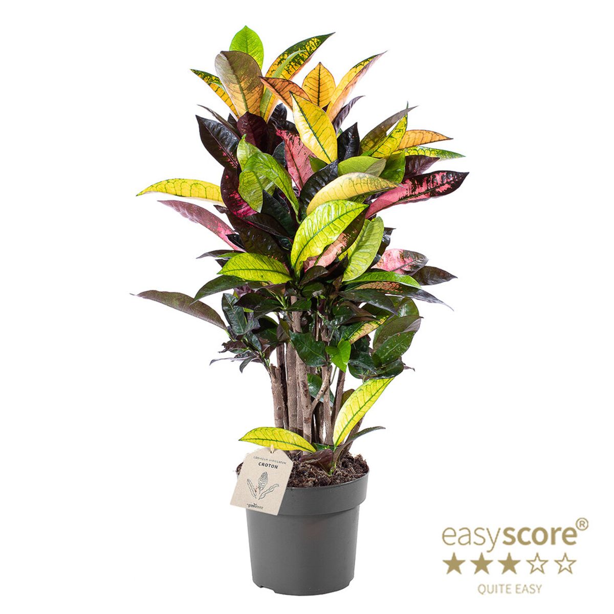Codiaeum variegatum 'Mrs Iceton' — Plant Wholesale FlorAccess