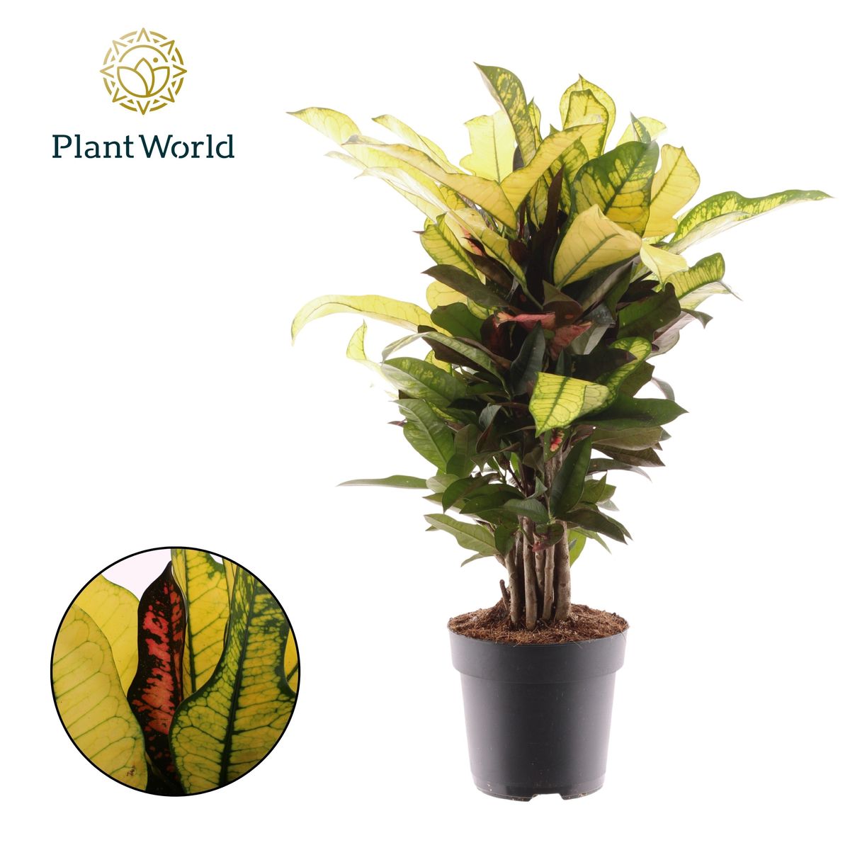 Codiaeum variegatum 'Wilma' — Plant Wholesale FlorAccess