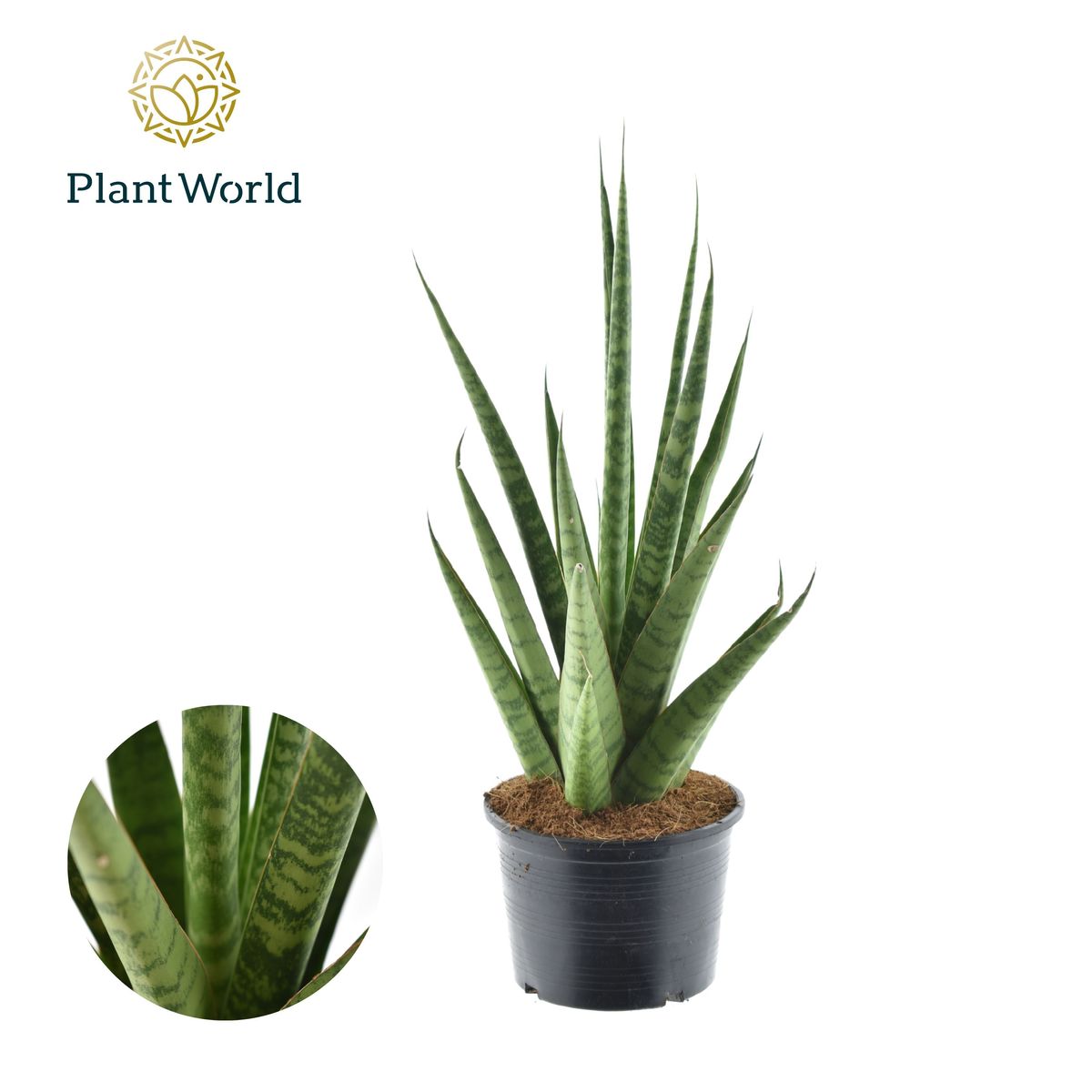 Sansevieria cylindrica 'Inferno' — Plant Wholesale FlorAccess
