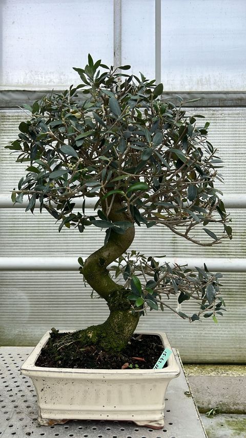 Olea europaea — Plant Wholesale FlorAccess
