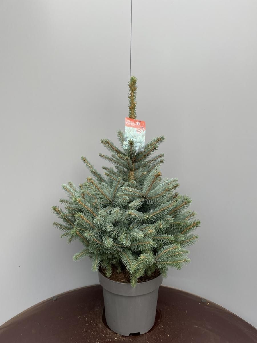 Picea pungens SUPER BLUE SEEDLING — Plant Wholesale FlorAccess