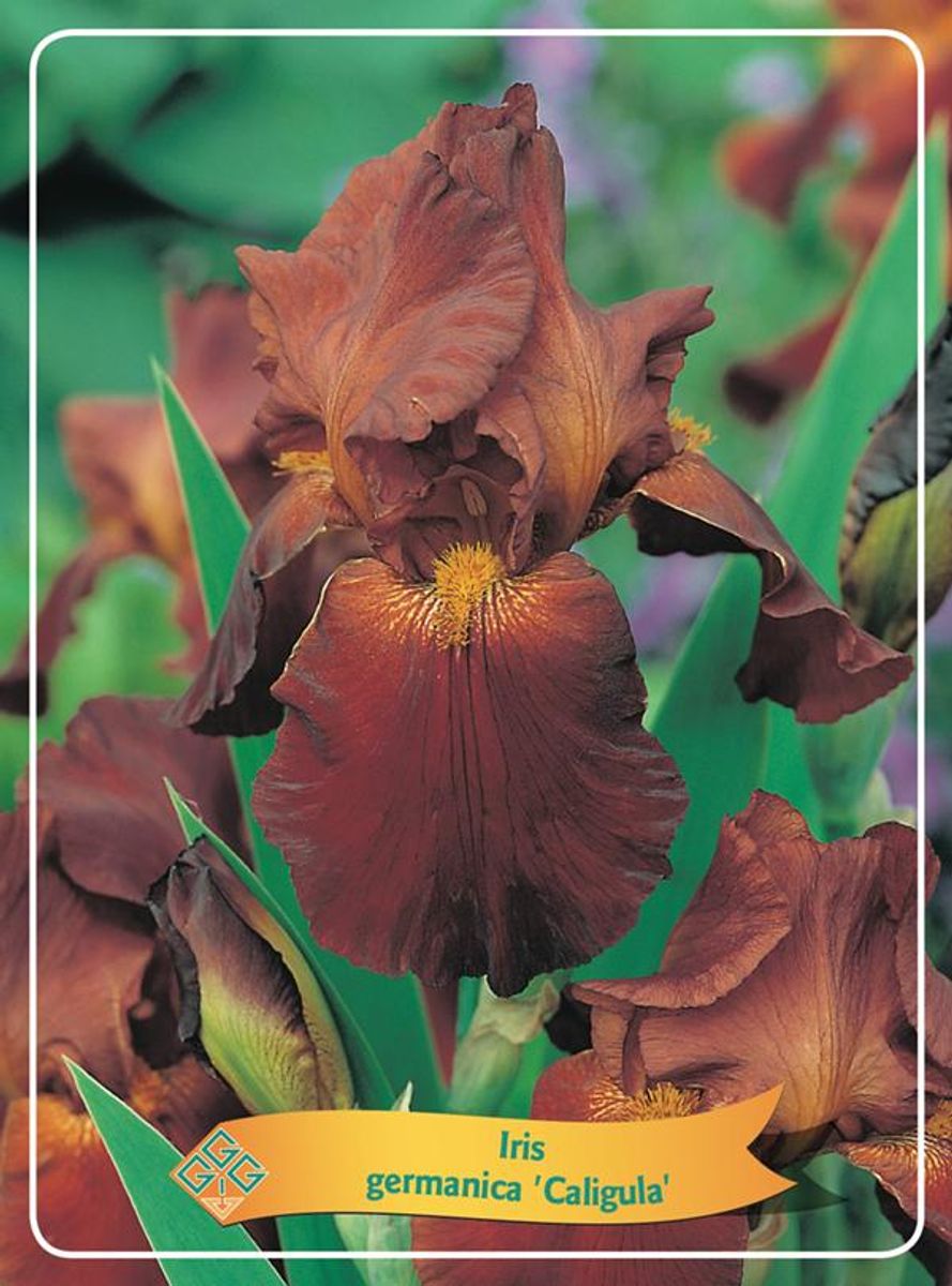 Iris 'Caligula' — Рослини оптом FlorAccess