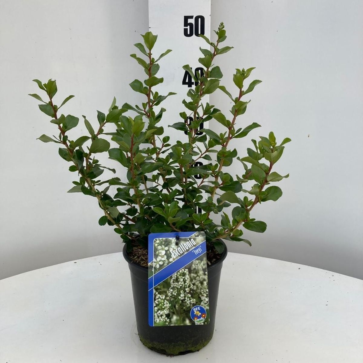 Escallonia 'Iveyi' — Plant Wholesale FlorAccess