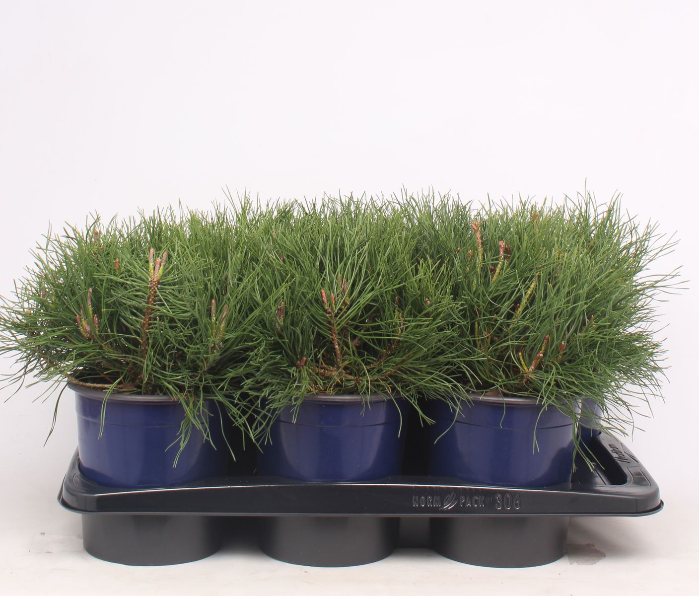 Pinus mugo pumilio — Plant Wholesale FlorAccess