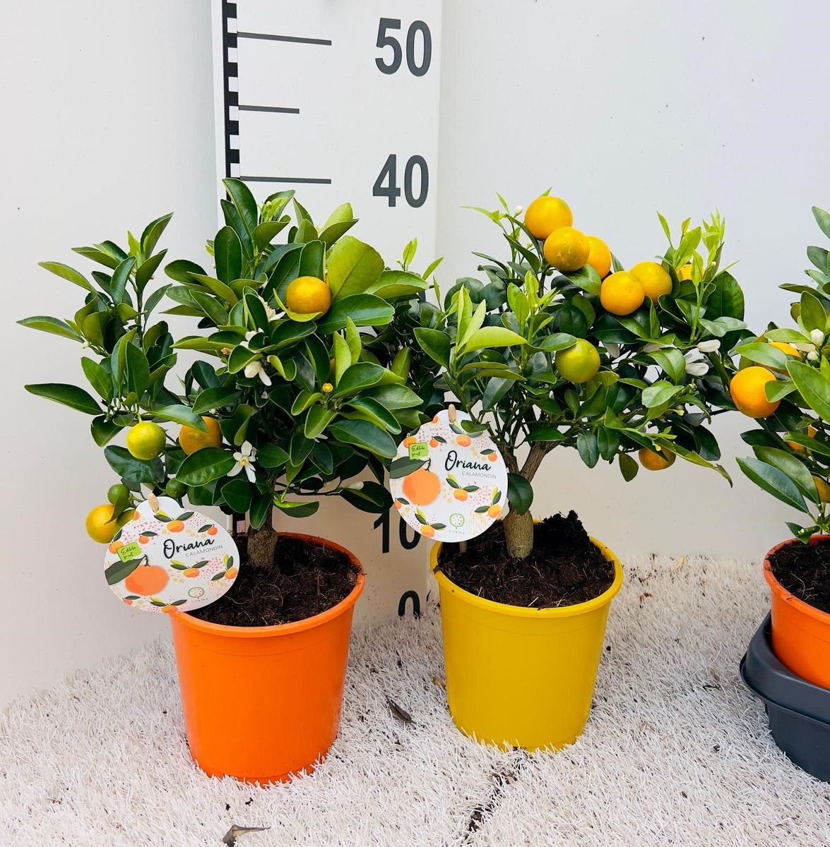 Citrus MIX — Plant Wholesale FlorAccess