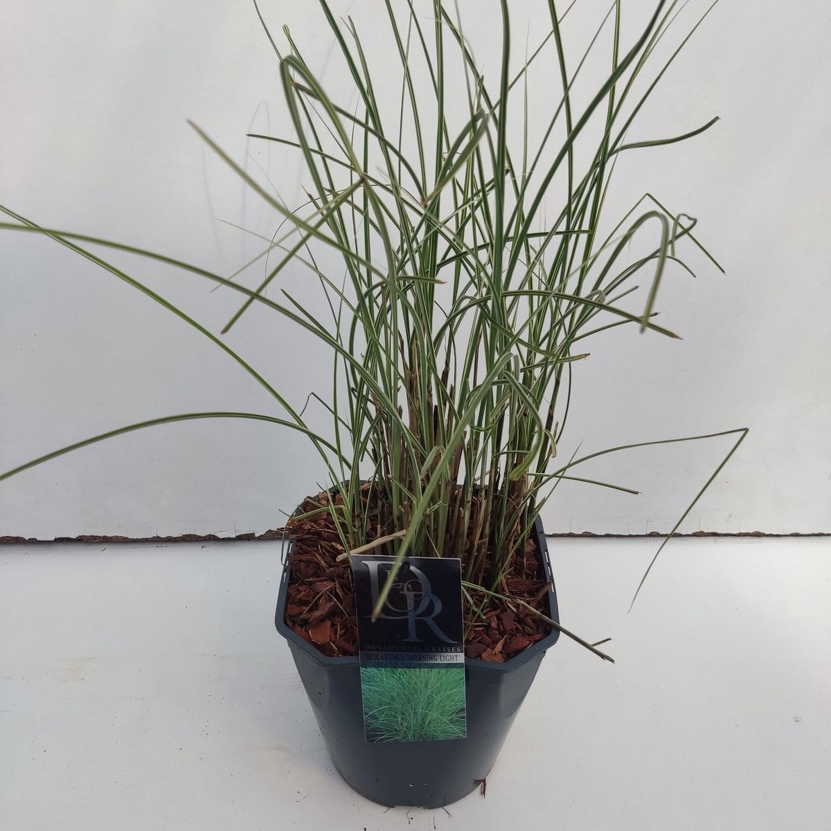 Miscanthus sinensis 'Morning Light' — Plant Wholesale FlorAccess