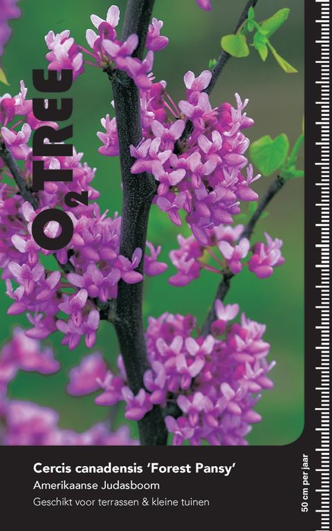 Cercis canadensis 'Forest Pansy' — Plant Wholesale FlorAccess