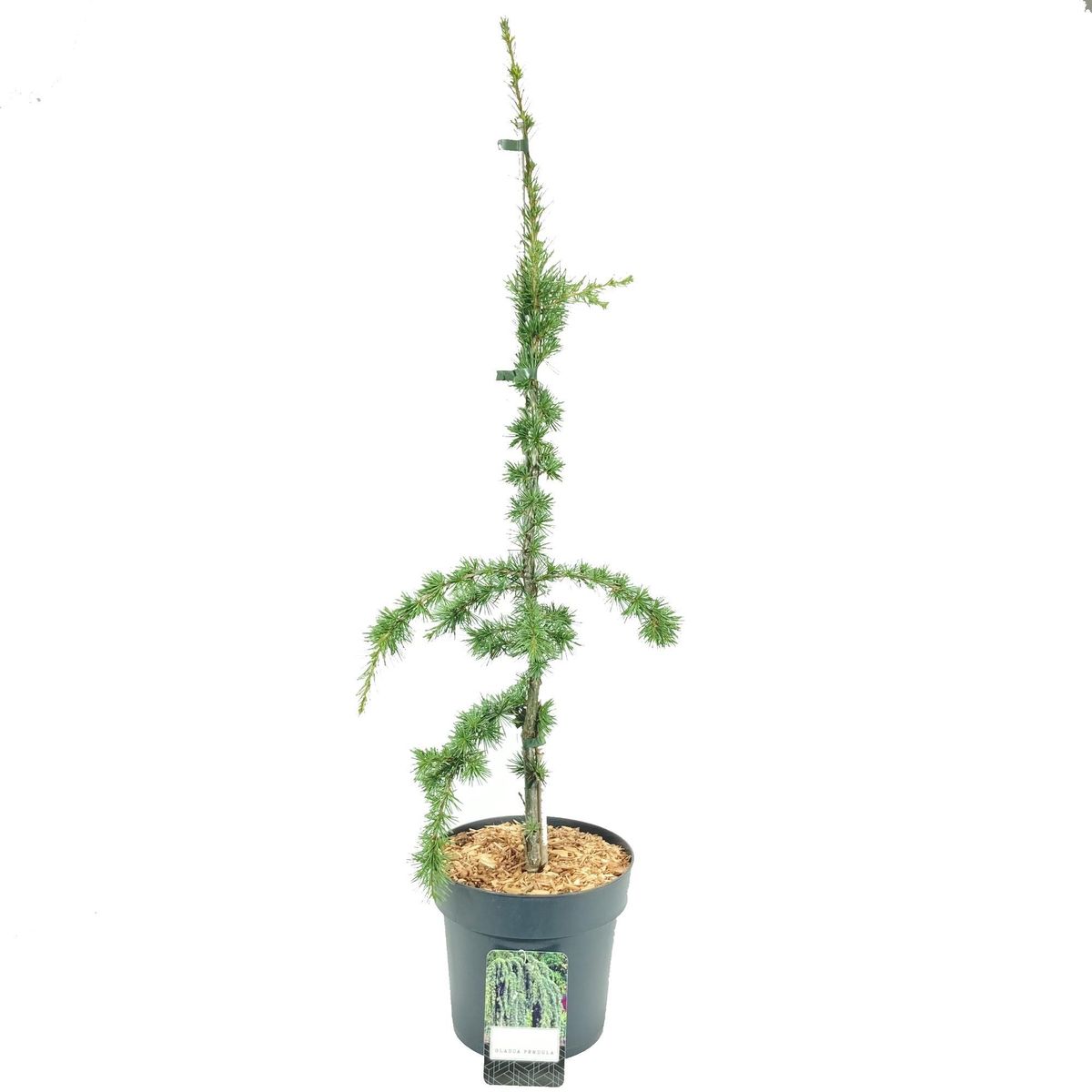 Cedrus libani 'Glauca Pendula' — Plant Wholesale FlorAccess