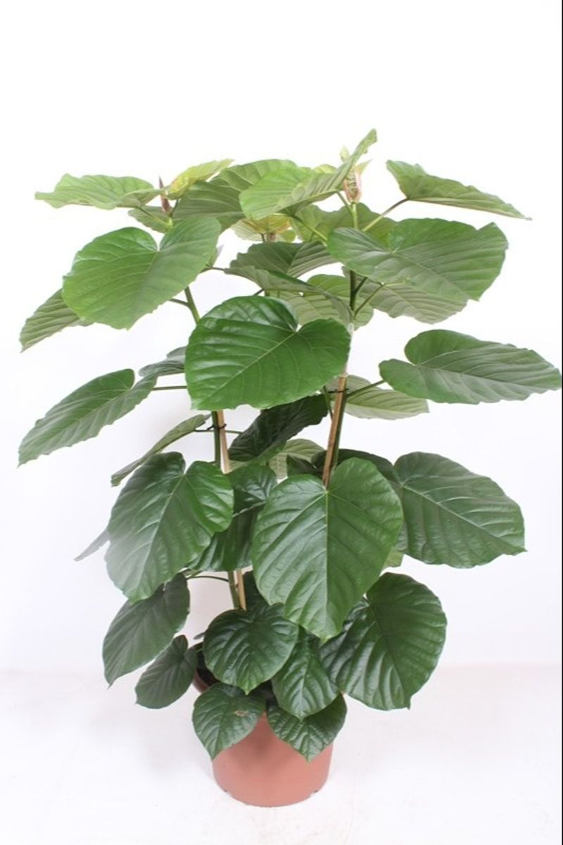 Ficus umbellata — Plant Wholesale FlorAccess