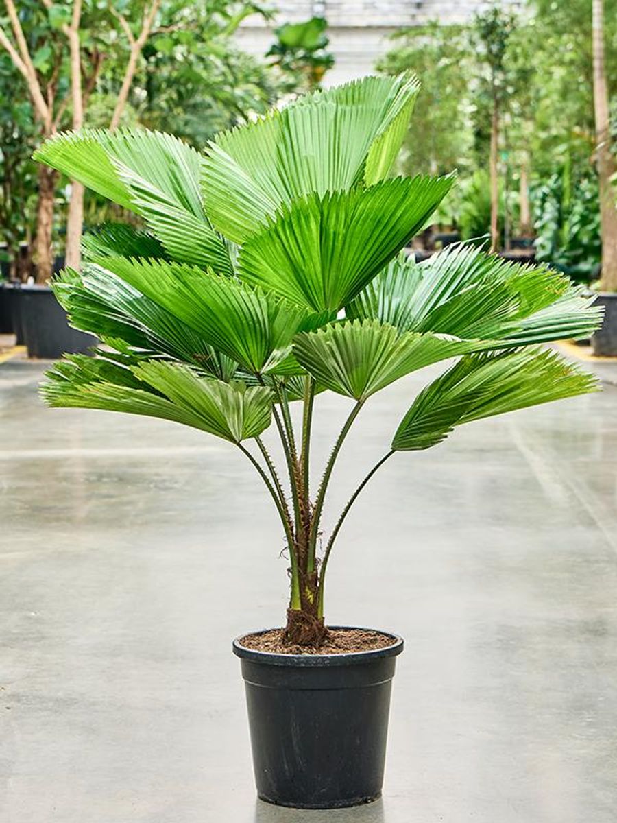 Licuala grandis — Plant Wholesale FlorAccess