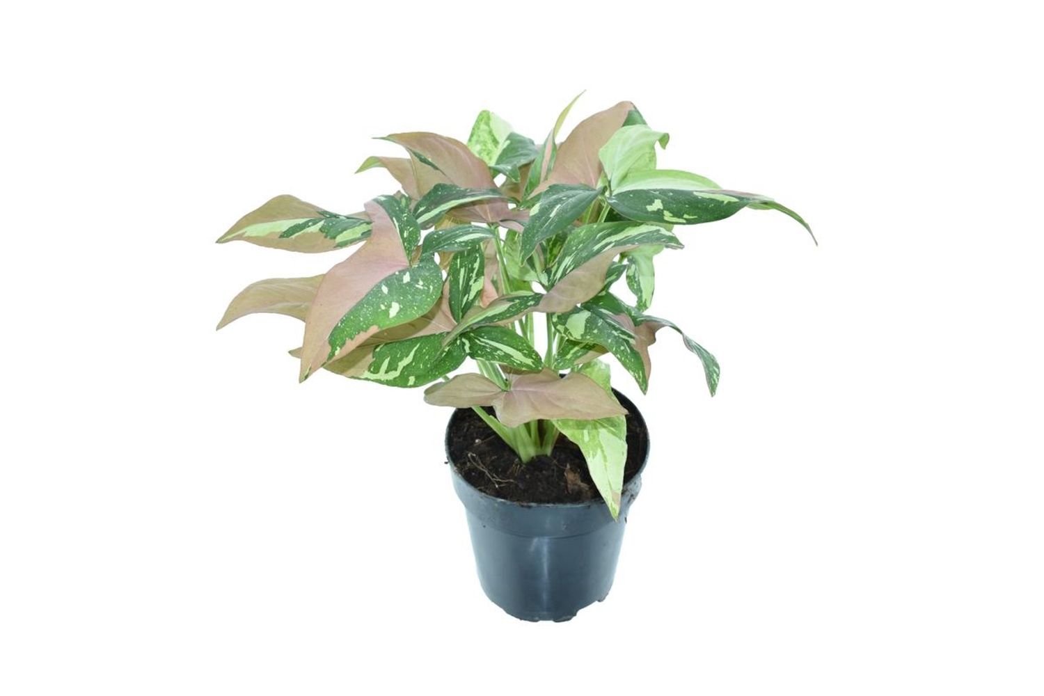 Syngonium RED SPOT TRICOLOR — Plant Wholesale FlorAccess