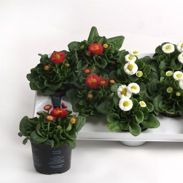 Bellis perennis SPEEDSTAR MIX — Plant Wholesale FlorAccess