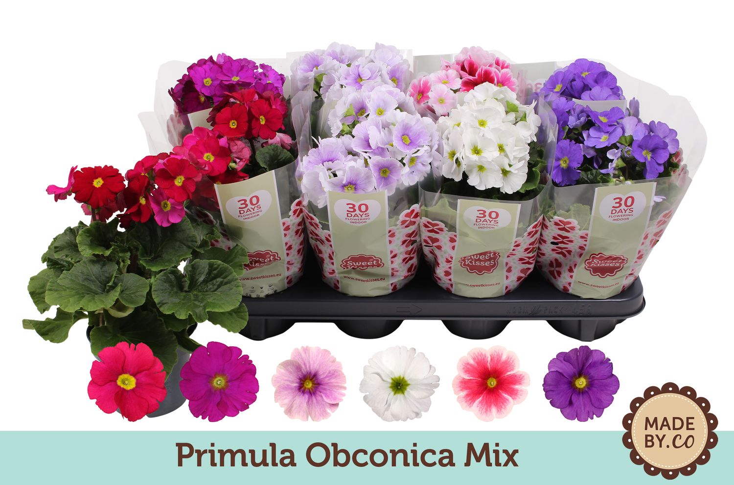 Primula obconica TOUCH ME MIX — Plant Wholesale FlorAccess