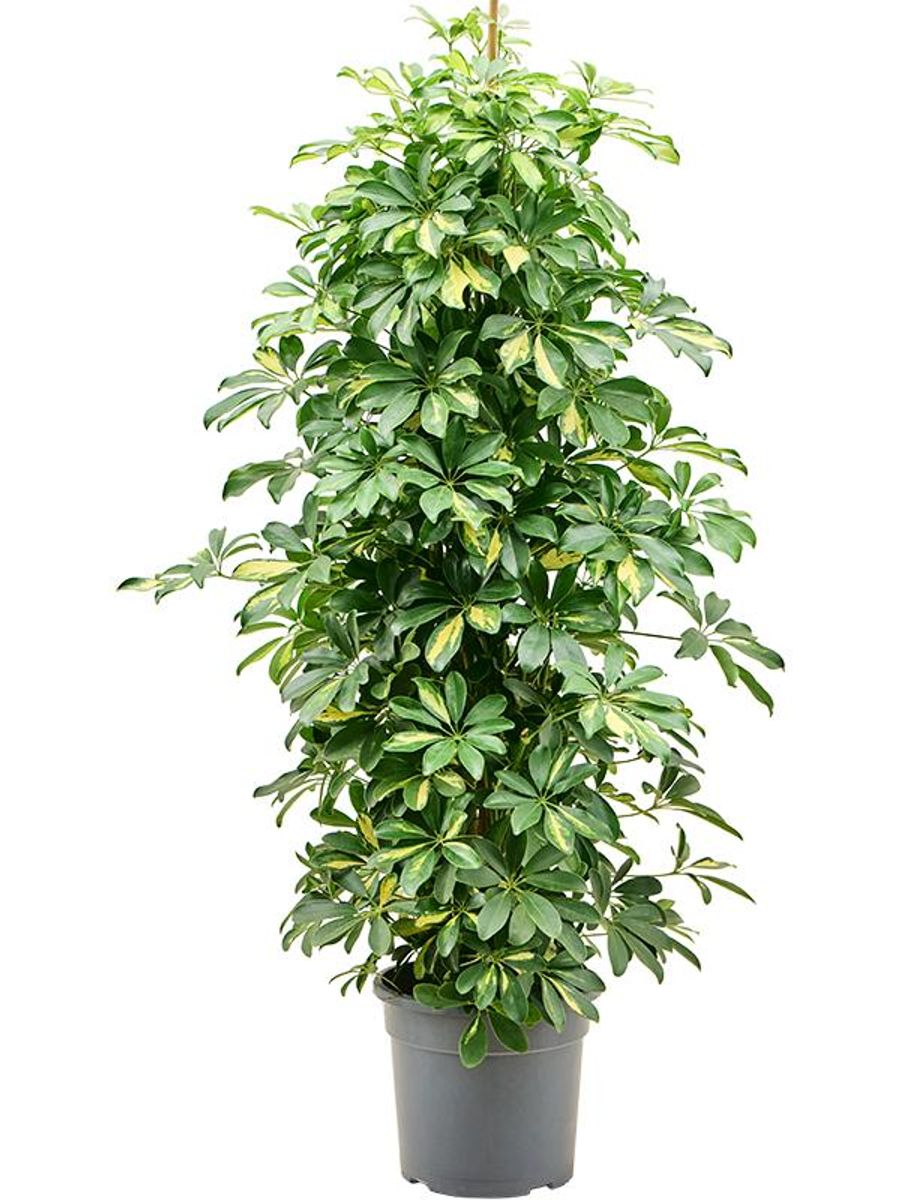 Schefflera arboricola 'Gold Capella' — Plant Wholesale FlorAccess