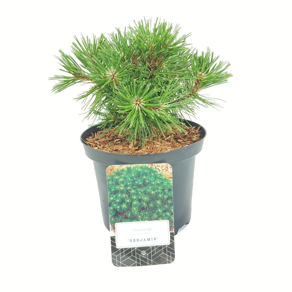 Pinus mugo 'Benjamin' — Plant Wholesale FlorAccess