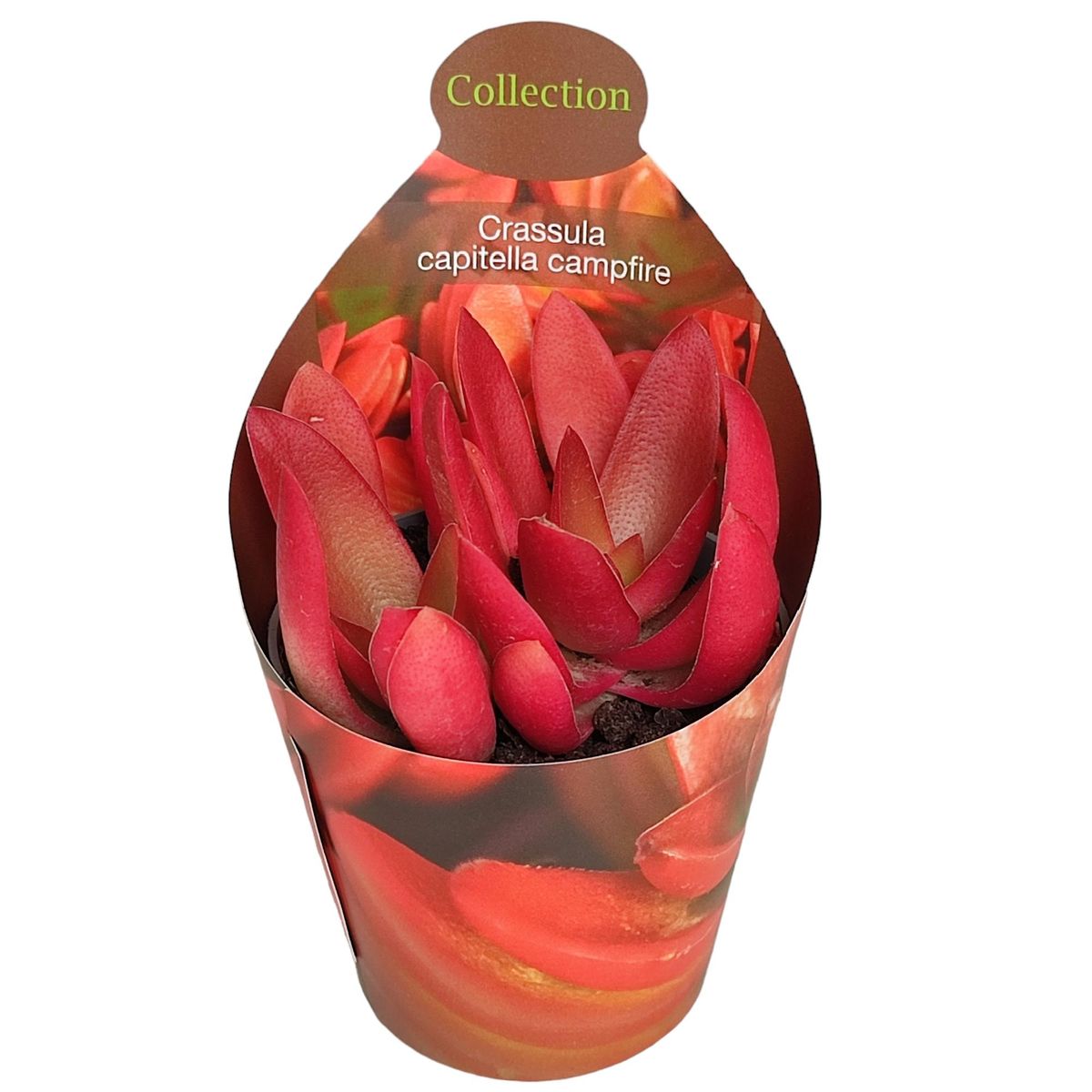 Crassula capitella 'Campfire' — Plant Wholesale FlorAccess