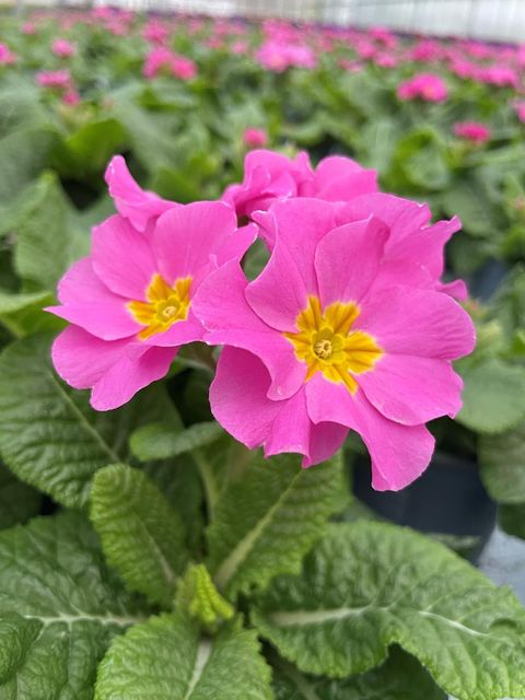 Primula 'Pink Panther' — Plant Wholesale FlorAccess