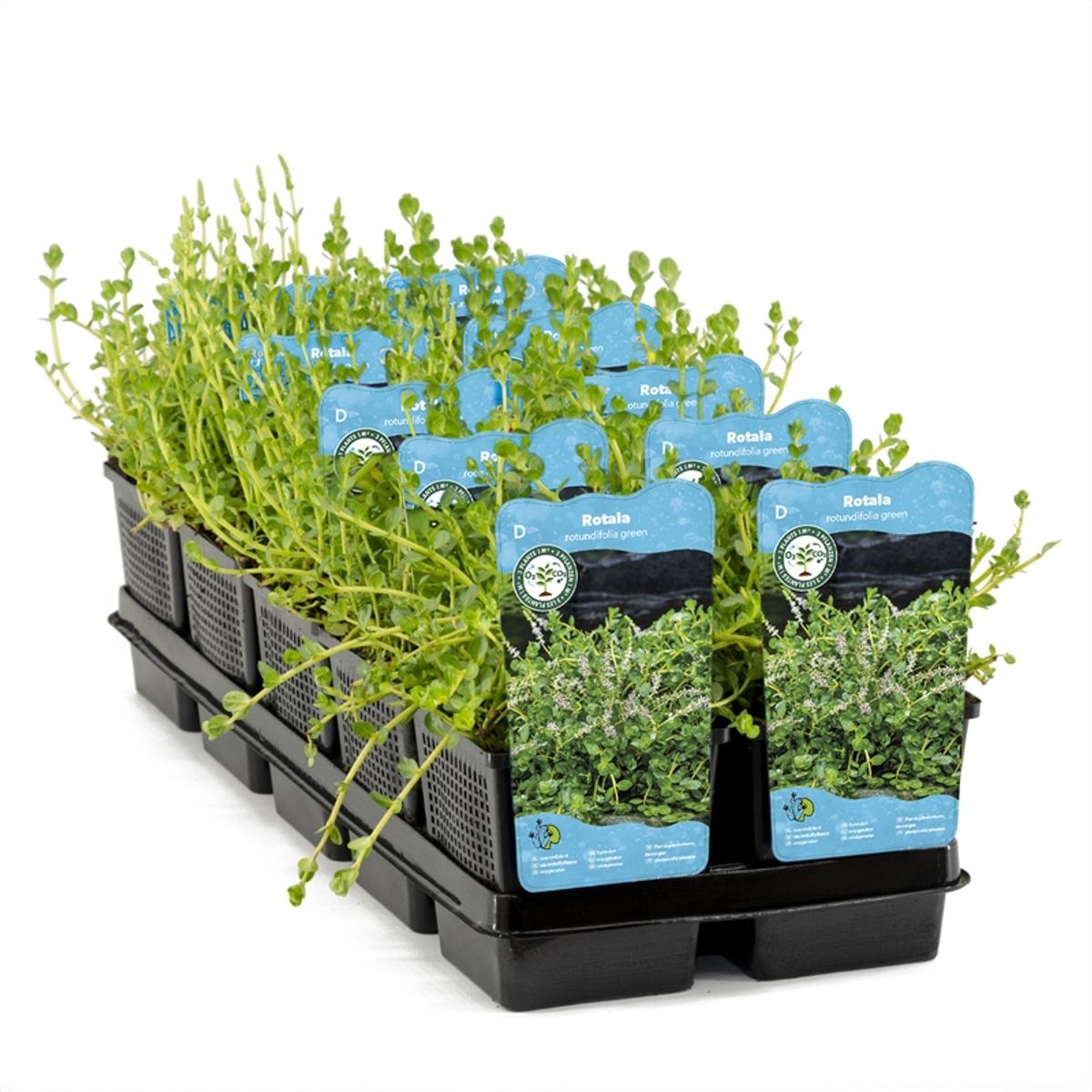 Rotala rotundifolia — Plant Wholesale FlorAccess
