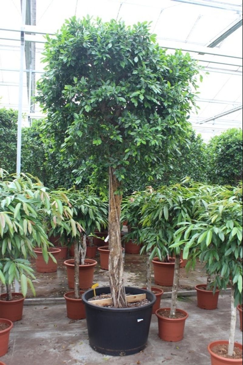 Ficus nitida — Groothandel in planten FlorAccess