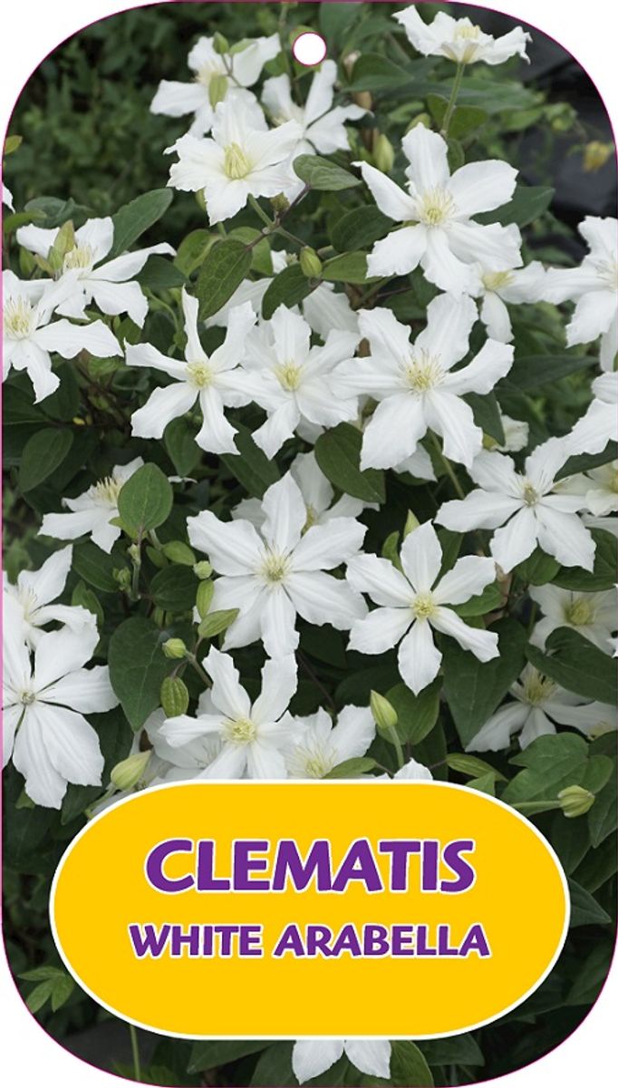 Clematis WHITE ARABELLA (D) — Plant Wholesale FlorAccess