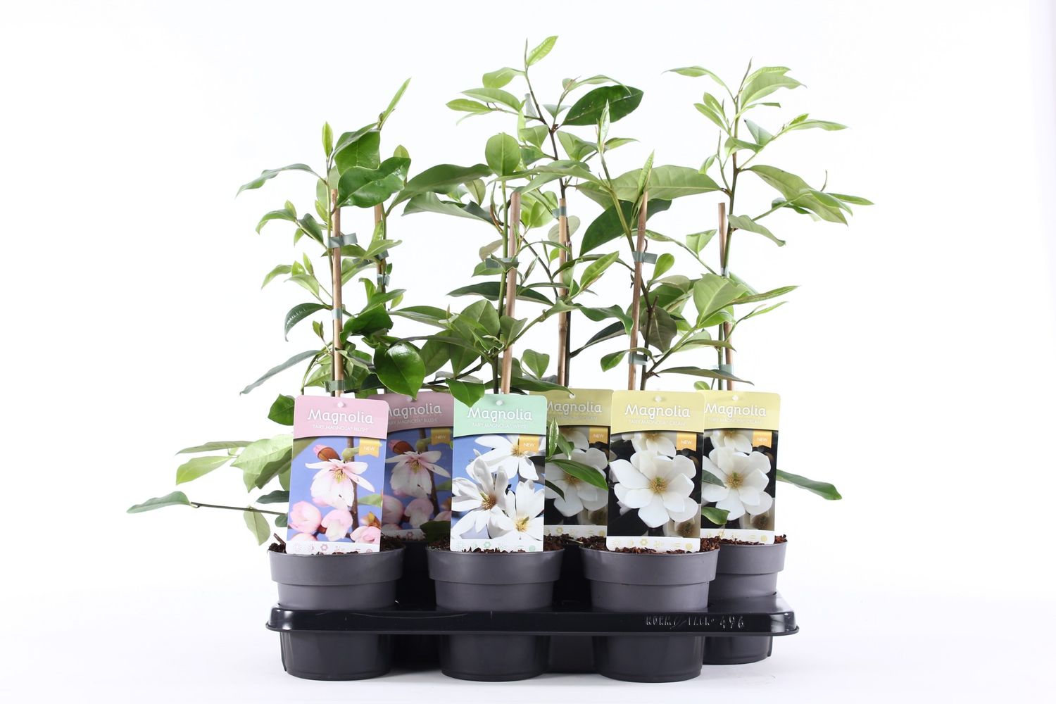 Magnolia FAIRY MIX — Plant Wholesale FlorAccess
