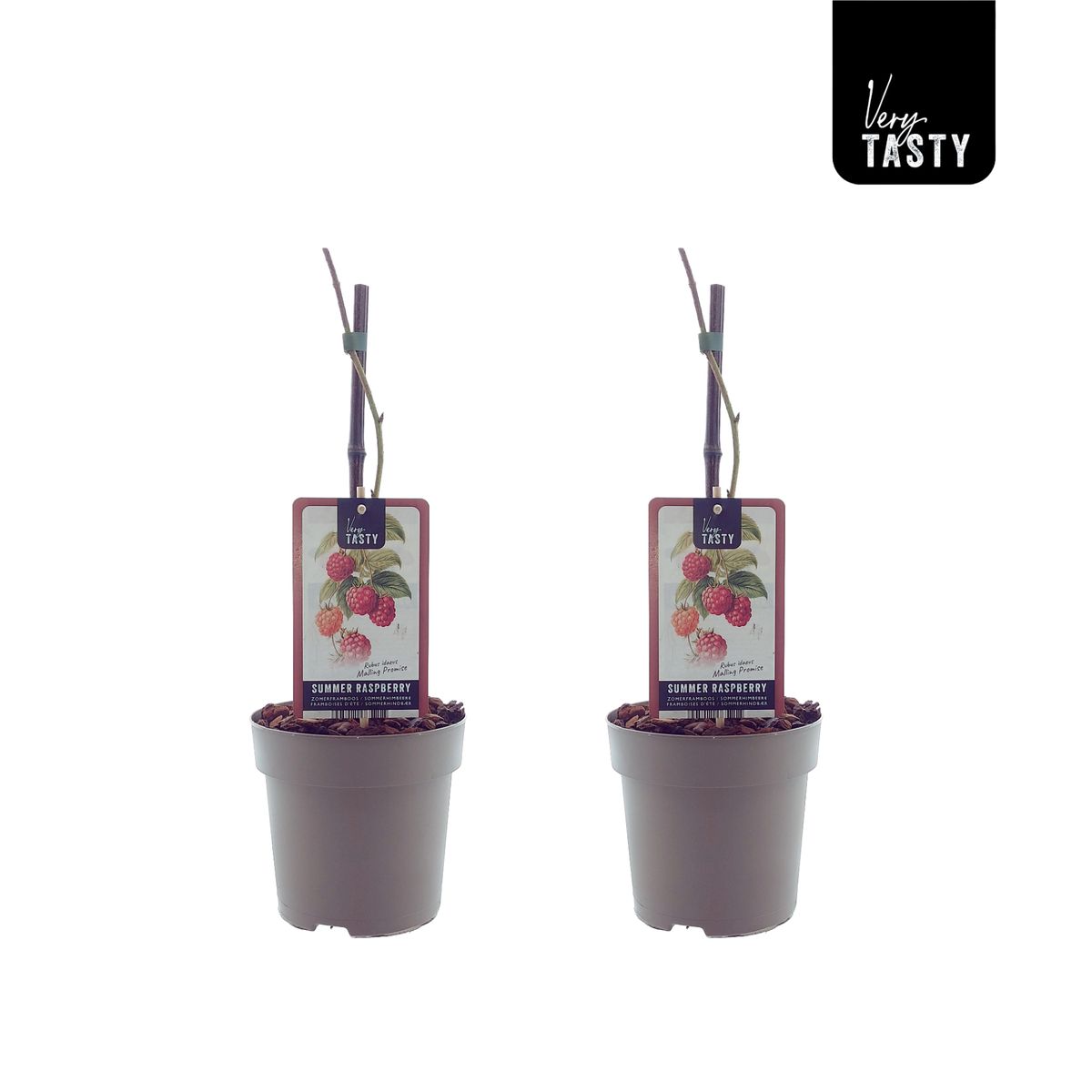 Rubus idaeus 'Malling Promise' — Plant Wholesale FlorAccess