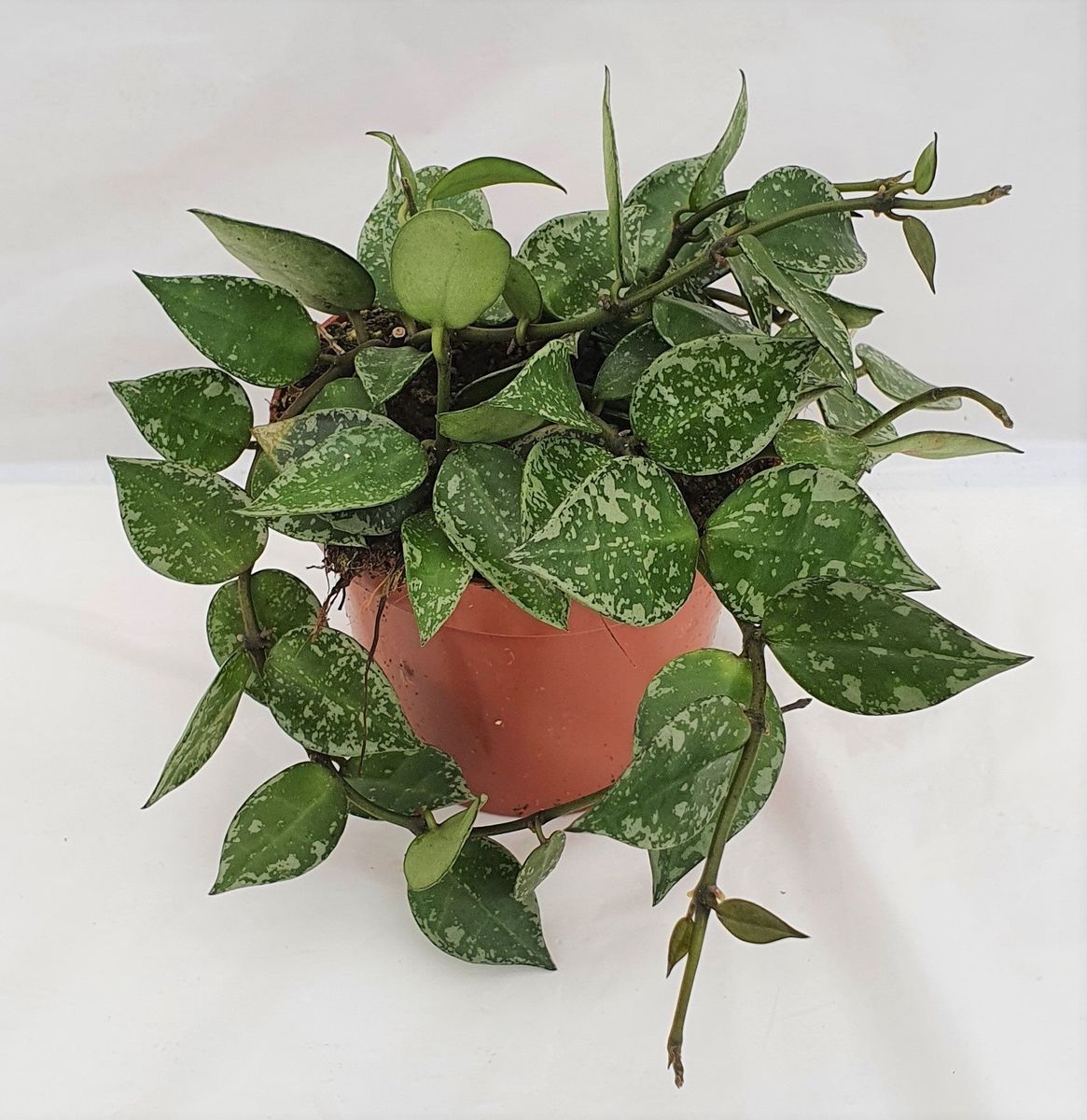 Hoya krohniana 'Splash' — Plant Wholesale FlorAccess