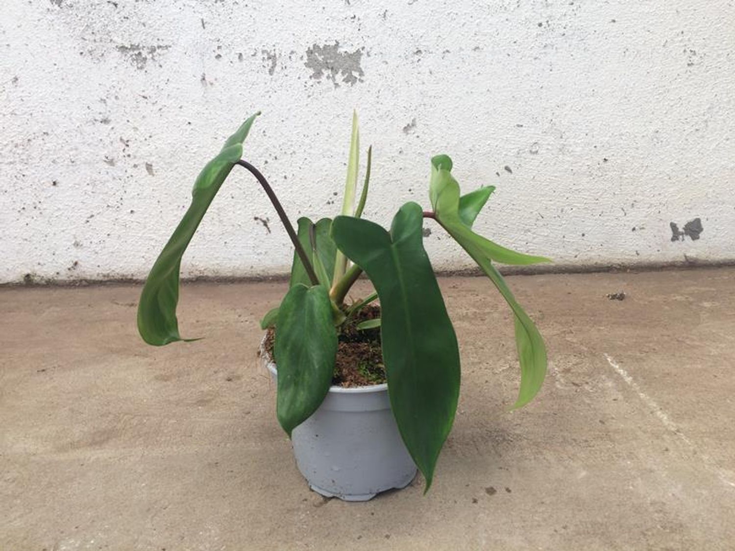 Philodendron FLORIDA GREEN — Plant Wholesale FlorAccess