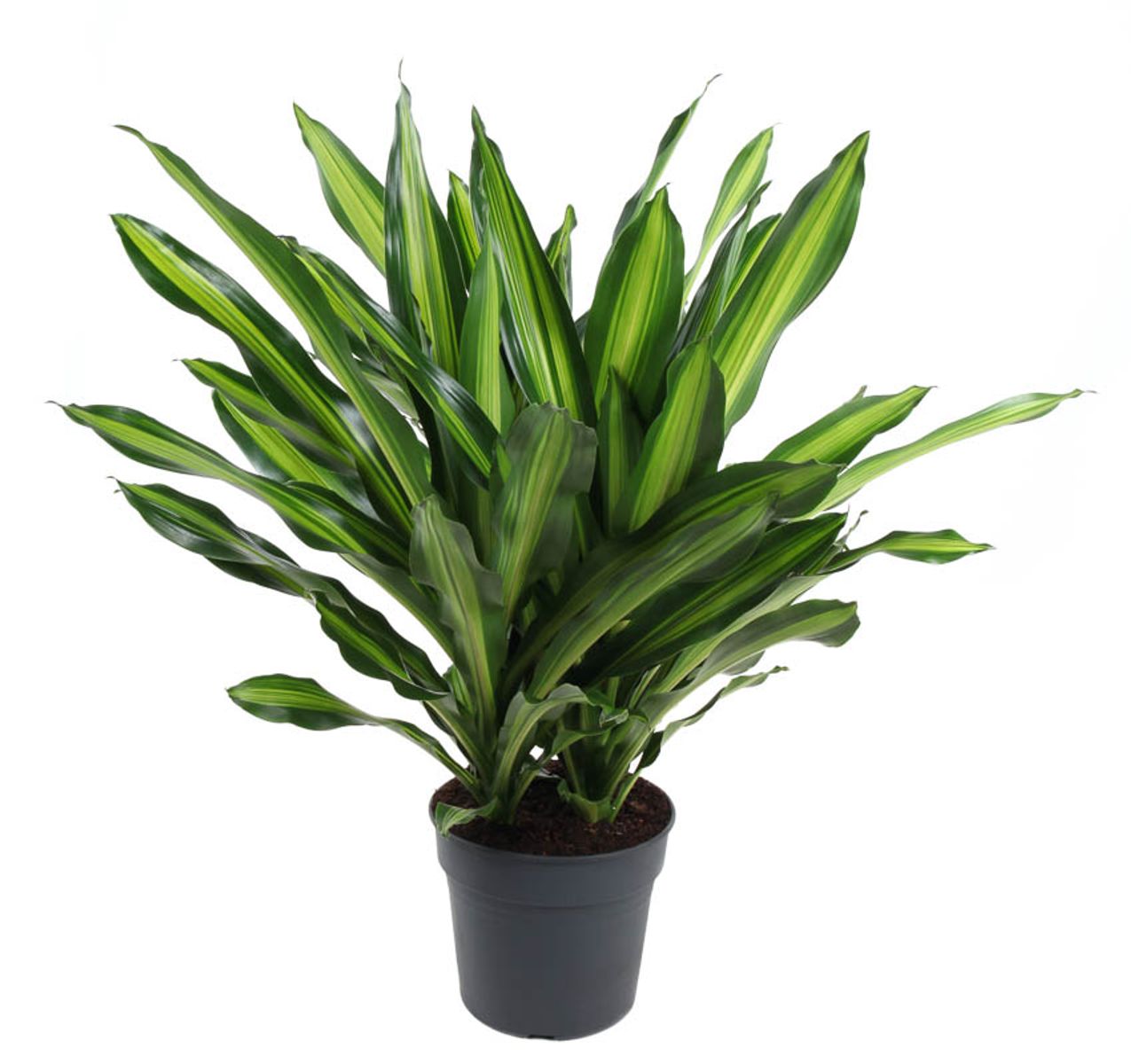 Dracaena fragrans BURLEY — Plant Wholesale FlorAccess