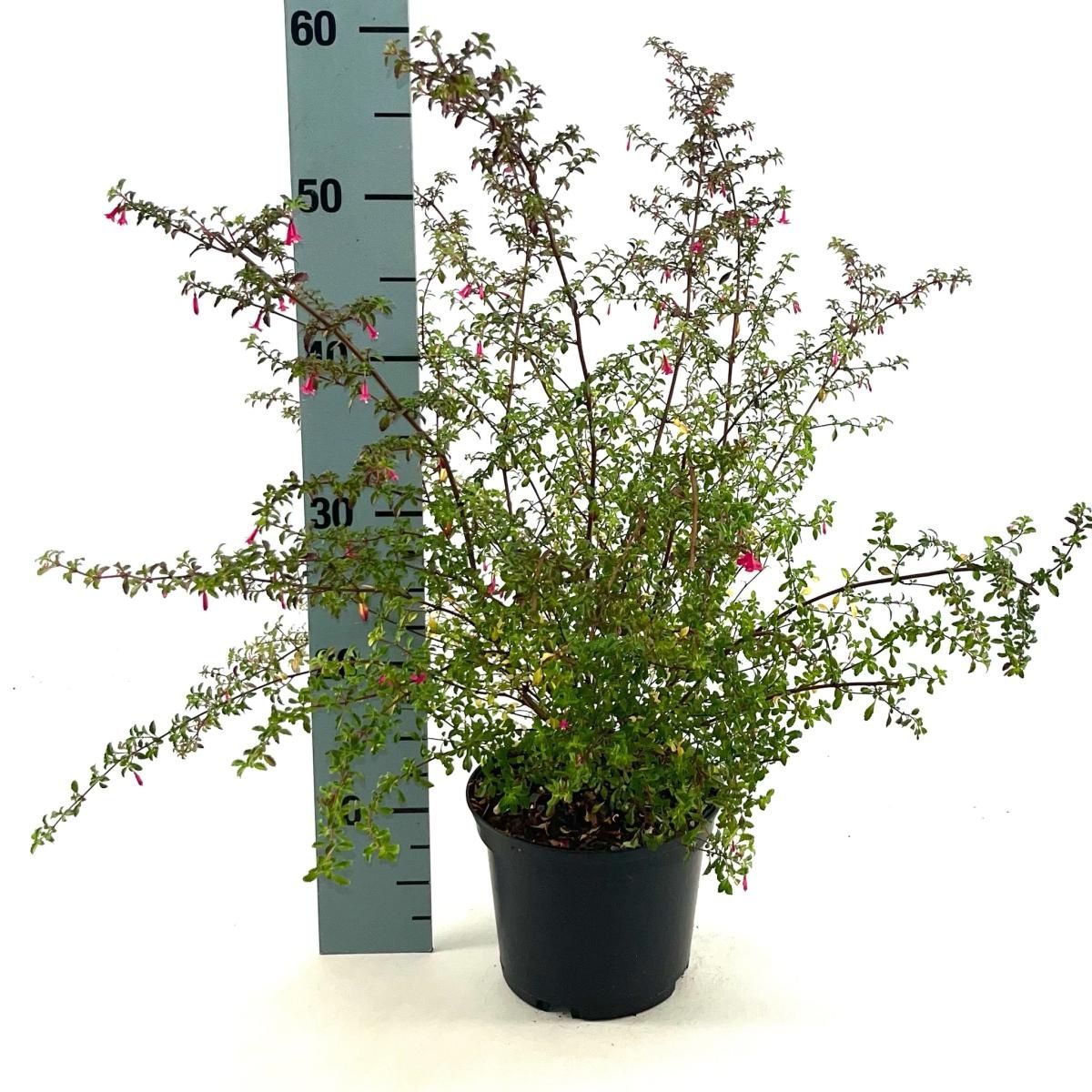 Fuchsia microphylla — Plant Wholesale FlorAccess