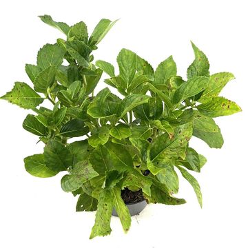 Hydrangea macrophylla 'Mariesii Perfecta' — Plant Wholesale FlorAccess