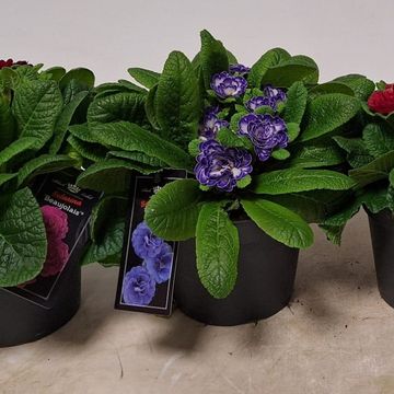 Primula vulgaris BELARINA MIX — Plant Wholesale FlorAccess