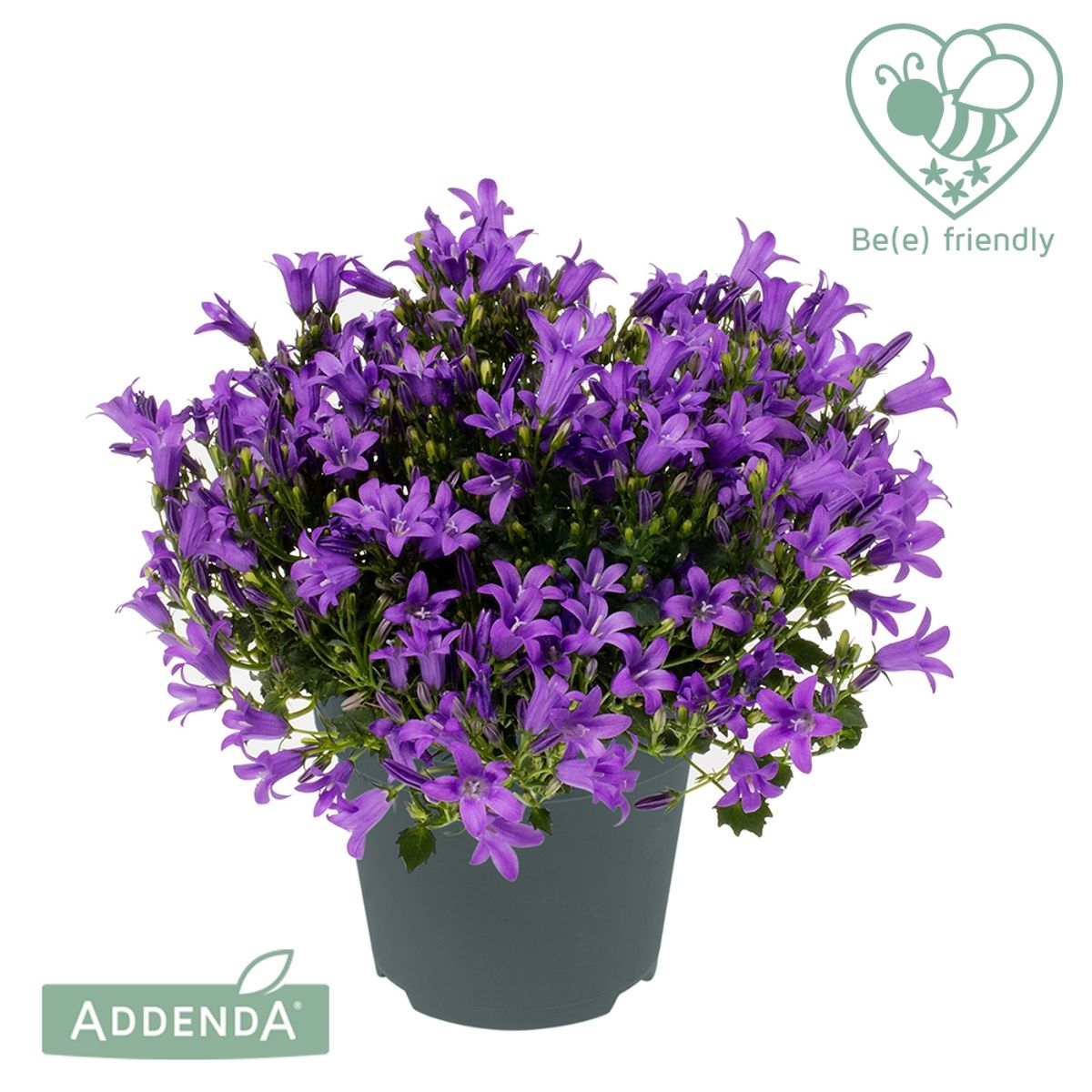 Campanula portenschlagiana AMBELLA INTENS PURPLE — Grossiste en Plantes ...