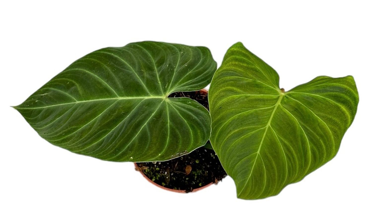 Philodendron 'Splendid' — Plant Wholesale FlorAccess