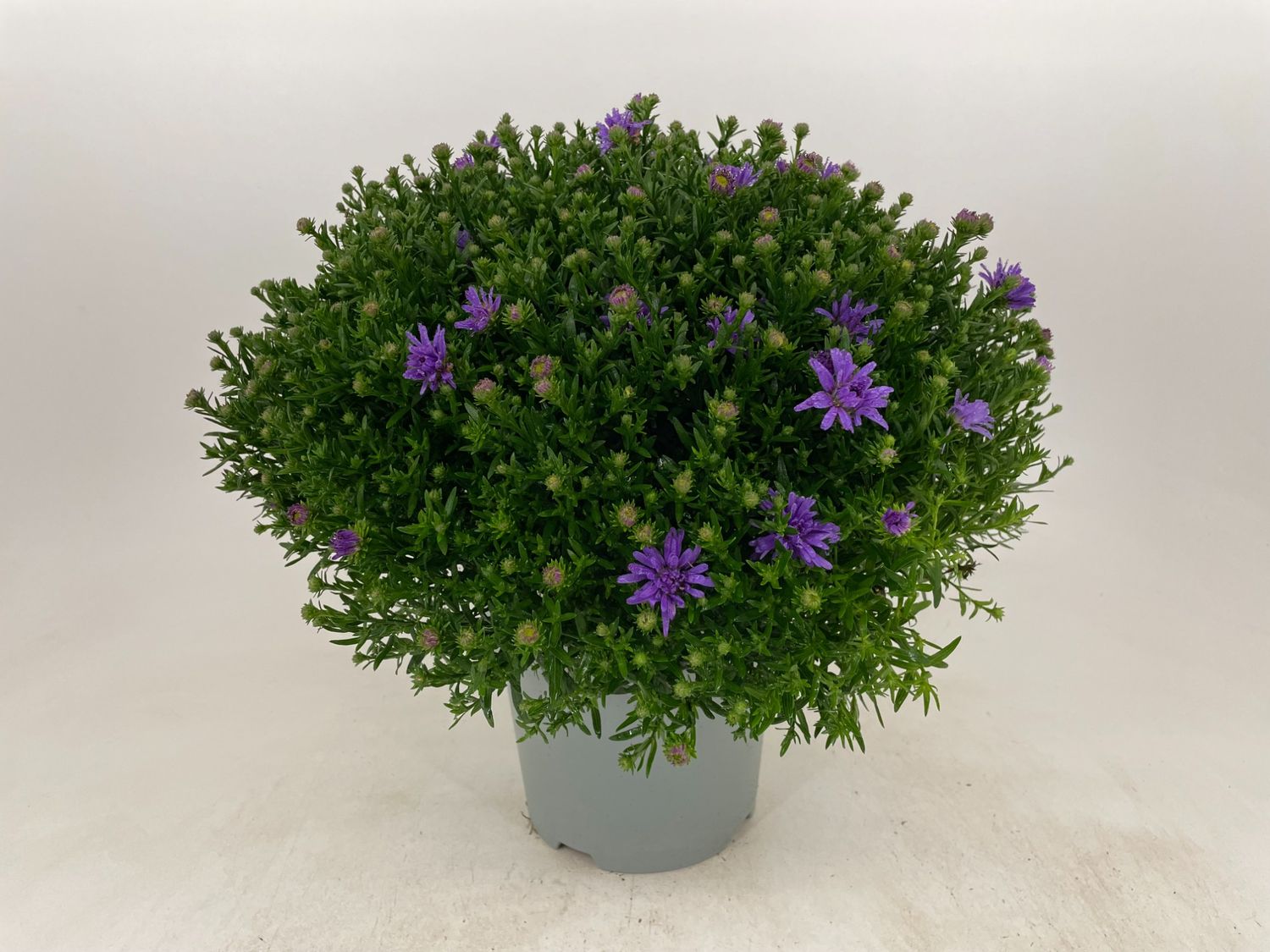 Aster ALPHA PURPLE ROCKET — Plant Wholesale FlorAccess