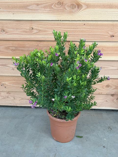 Polygala Myrtifolia — Plant Wholesale Floraccess