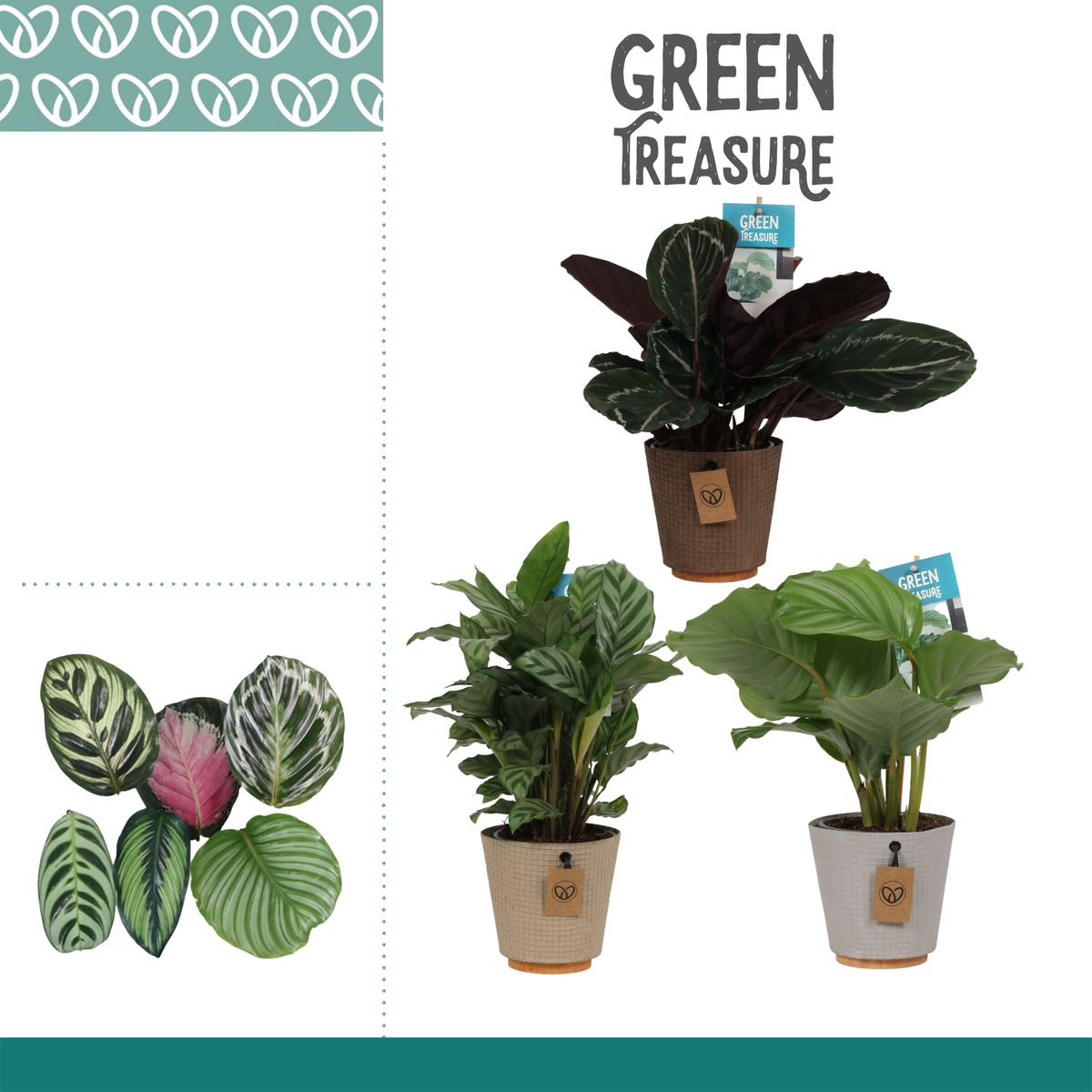 Calathea MIX — Plant Wholesale FlorAccess