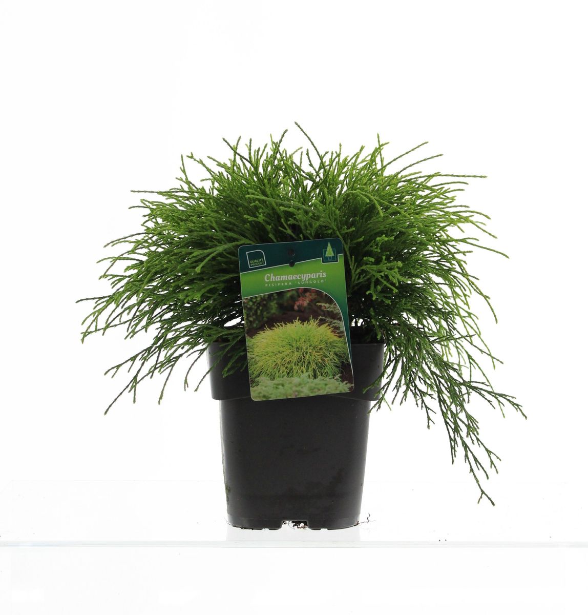 Chamaecyparis pisifera 'Sungold' — Plant Wholesale FlorAccess