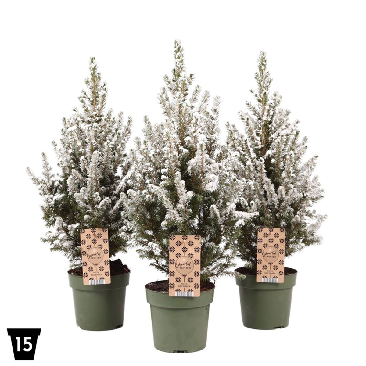 Picea glauca DECEMBER — Plant Wholesale FlorAccess