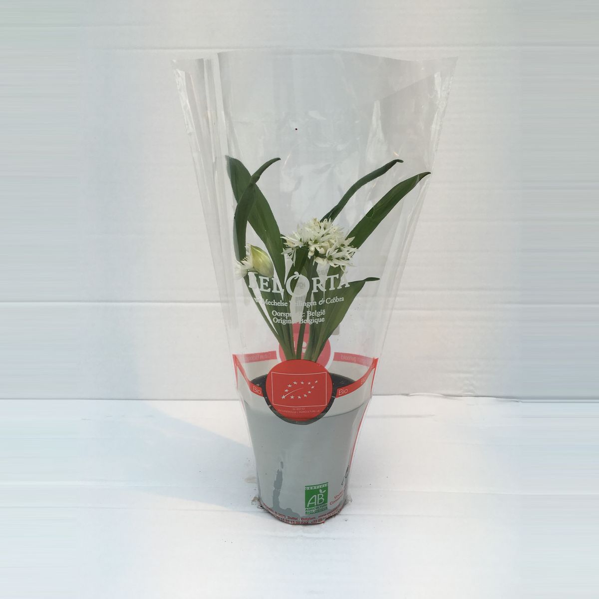 Allium ursinum — Plant Wholesale FlorAccess