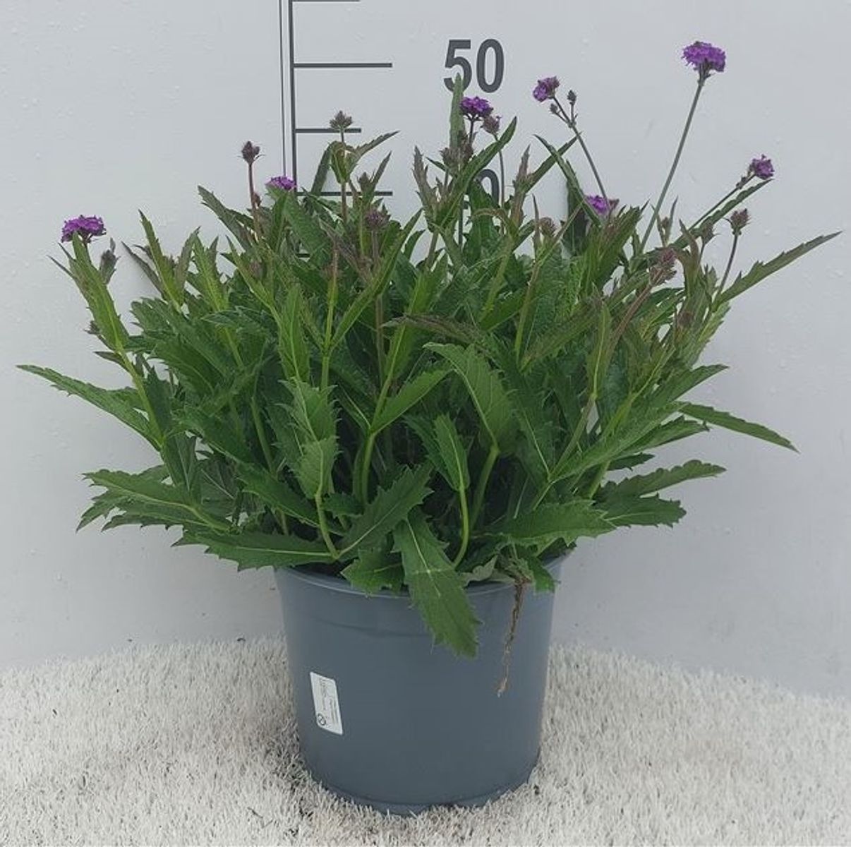 Verbena rigida — Plant Wholesale FlorAccess