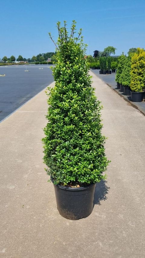 Ilex crenata 'Maxima' — Plant Wholesale FlorAccess